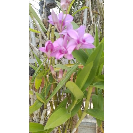 Jual Anggrek larat dendrobium phalaenopsis asli spesies | Shopee Indonesia