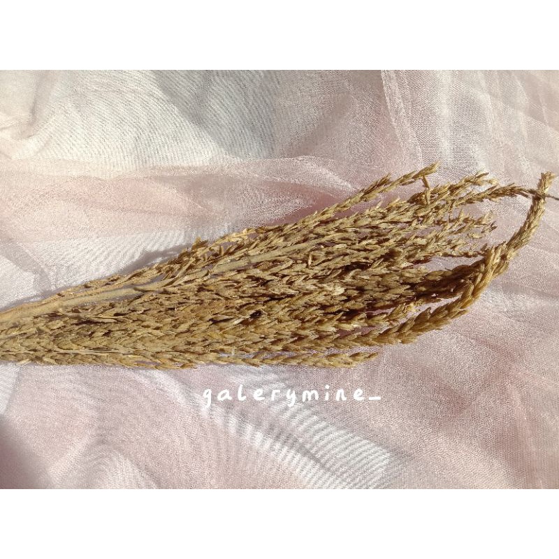Jual Bunga Padi Kering (B Grade) | Shopee Indonesia