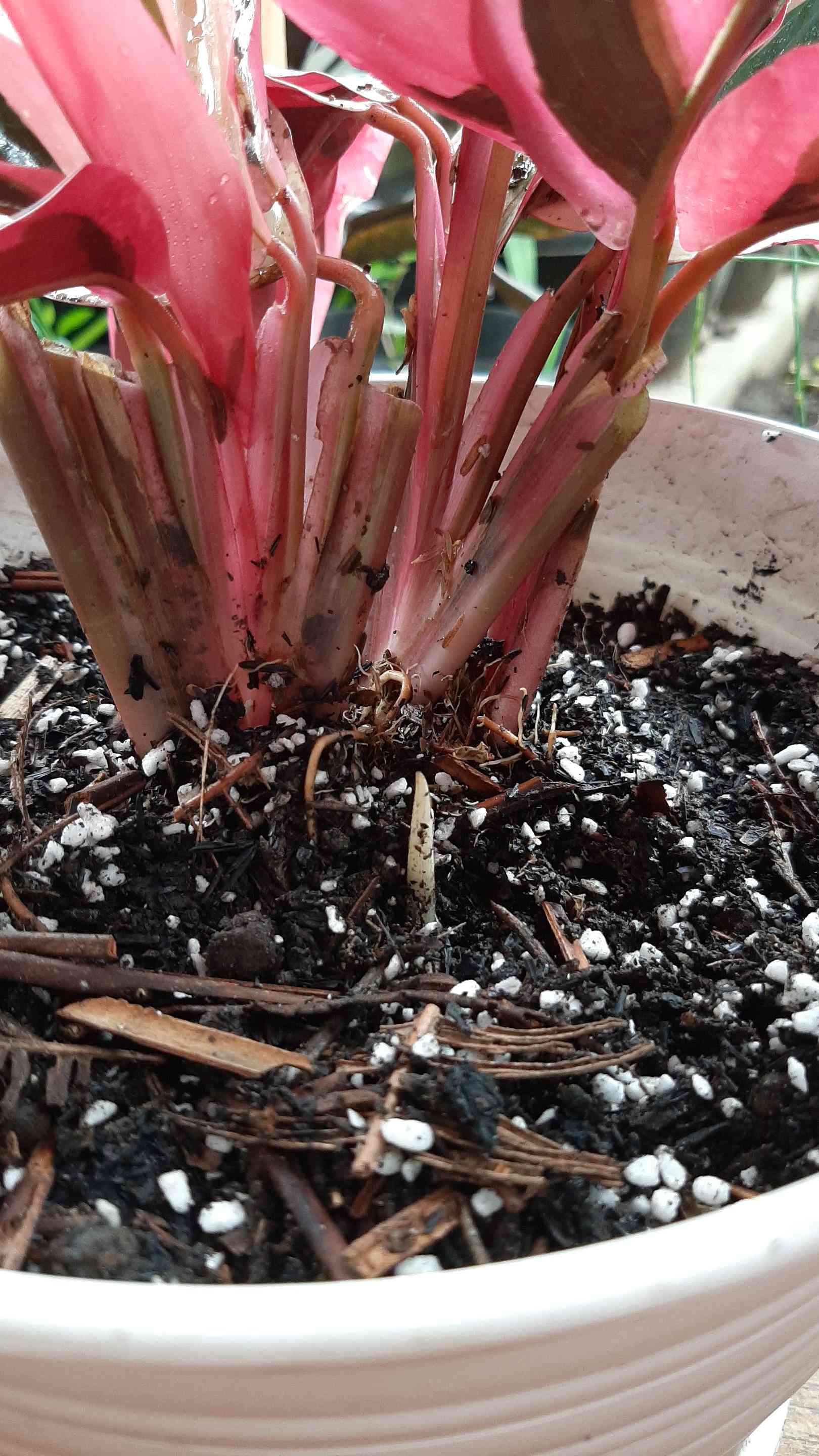 Media tanam pakis andam 400gr pakis cacah | Shopee Indonesia