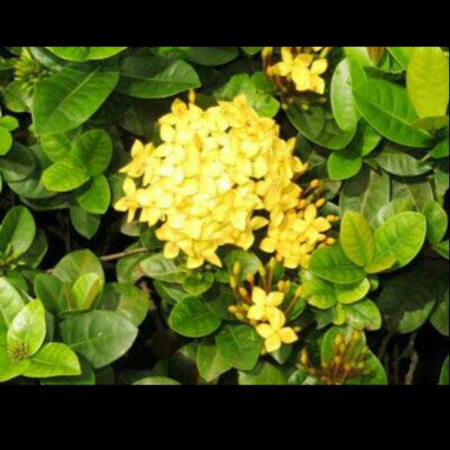 Jual Tanaman pagar asoka kuning/soka bunga kuning | Shopee Indonesia