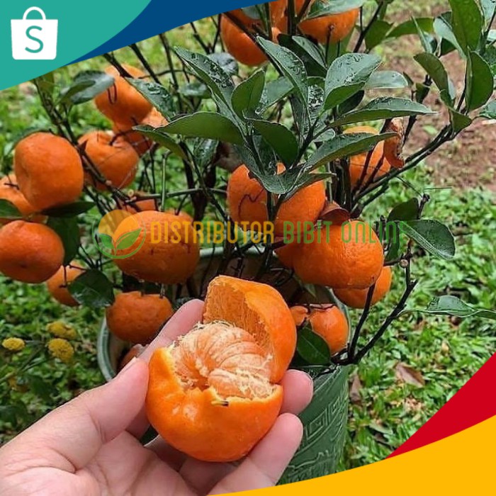 Jual Bibit Jeruk Santang Madu Sudah Berbuah Lebat Indonesia|Shopee Indonesia