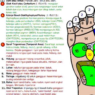 Jual Poster Pijat Refleksi 48x32cm (2 lbr/set) | Shopee Indonesia