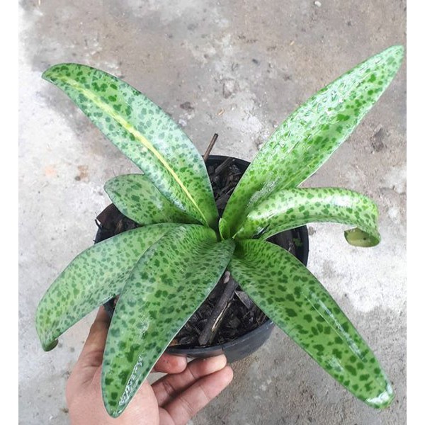 Jual tanaman hias bakung lidah katak Drimiopsis kirkii/Giant squill ...