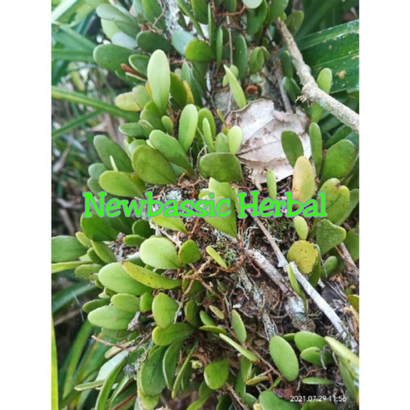 Jual daun sisik naga daun picisan kemasan 100 gram | Shopee Indonesia