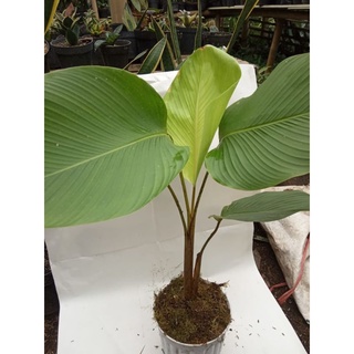 Jual TANAMAN HIAS CALATHEA LUTHEA - TANAMAN HIAS PISANG CALATHEA ...