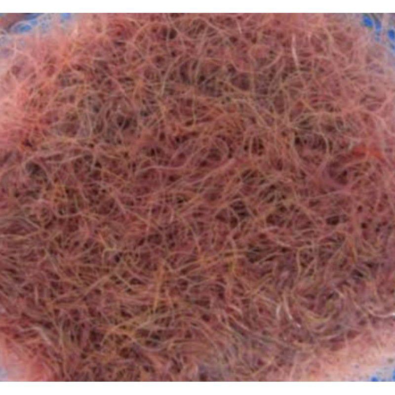 Jual CACING SUTRA / CACING RAMBUT / CASUT MAKANAN IKAN CUPANG BURAYAK ...