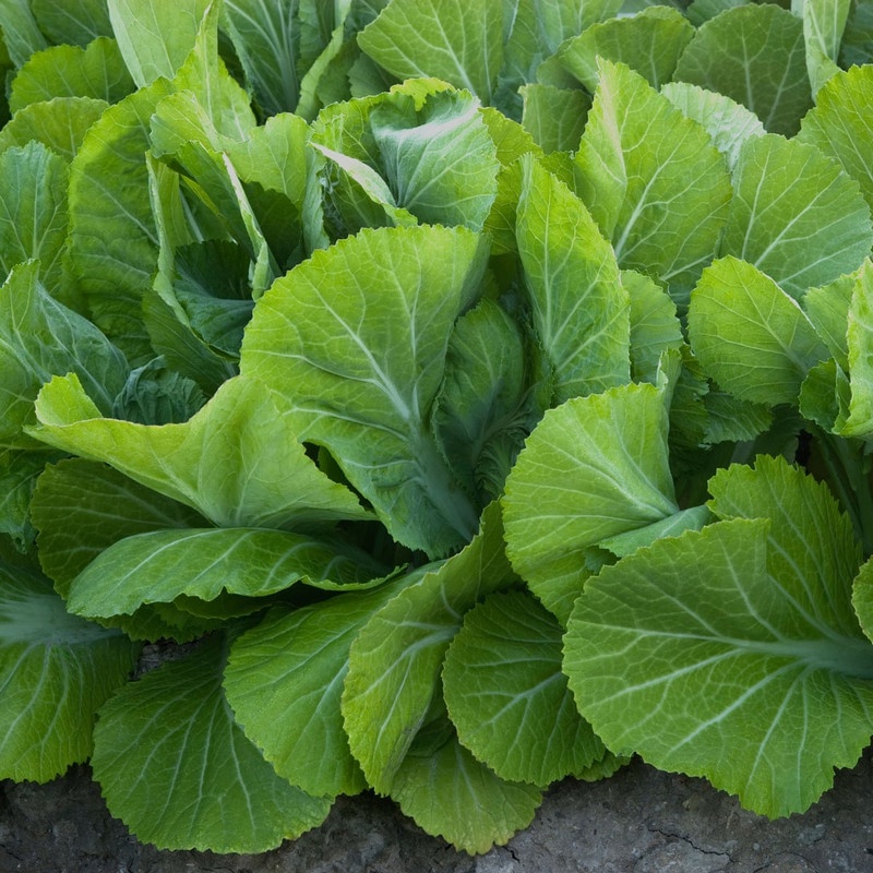 Jual Kedai 10 Benih Biji Sayur Sawi Pahit Caisim Caisin Bitter Green ...