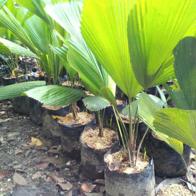 Jual Bibit Tanaman Hias Palem Kipas - Palem Kol Harga Murah | Shopee ...