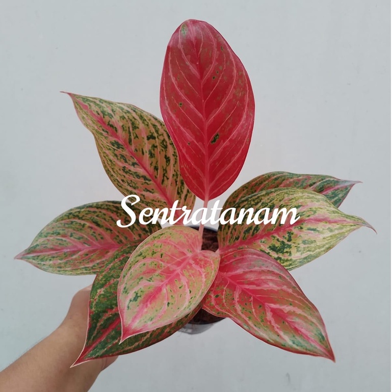 Jual Tanaman Hias Koleksi Aglonema Miss Thailand/ Tanaman Teduh ... Jual Tanaman Hias Koleksi Aglonema Miss Thailand/ Tanaman Teduh ...