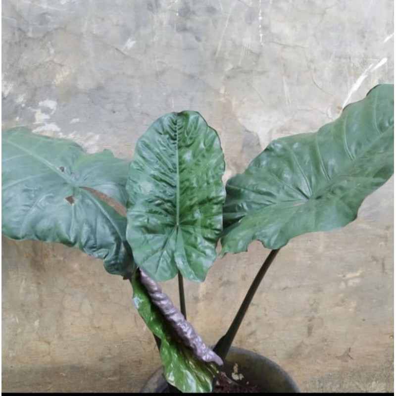 Jual Tanaman hias keladi hitam// tanaman sente hitam | Shopee Indonesia