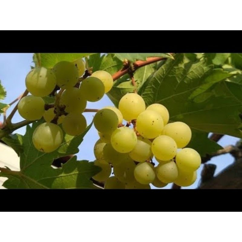 Jual anggur yellow belgie bibit anggur belgie genjah kualitas unggul ...
