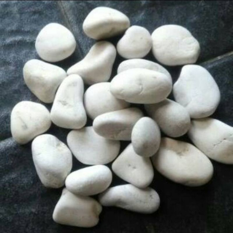 Jual Batu coral putih Batu kupang coral putih hiasan aquarium tanaman ...