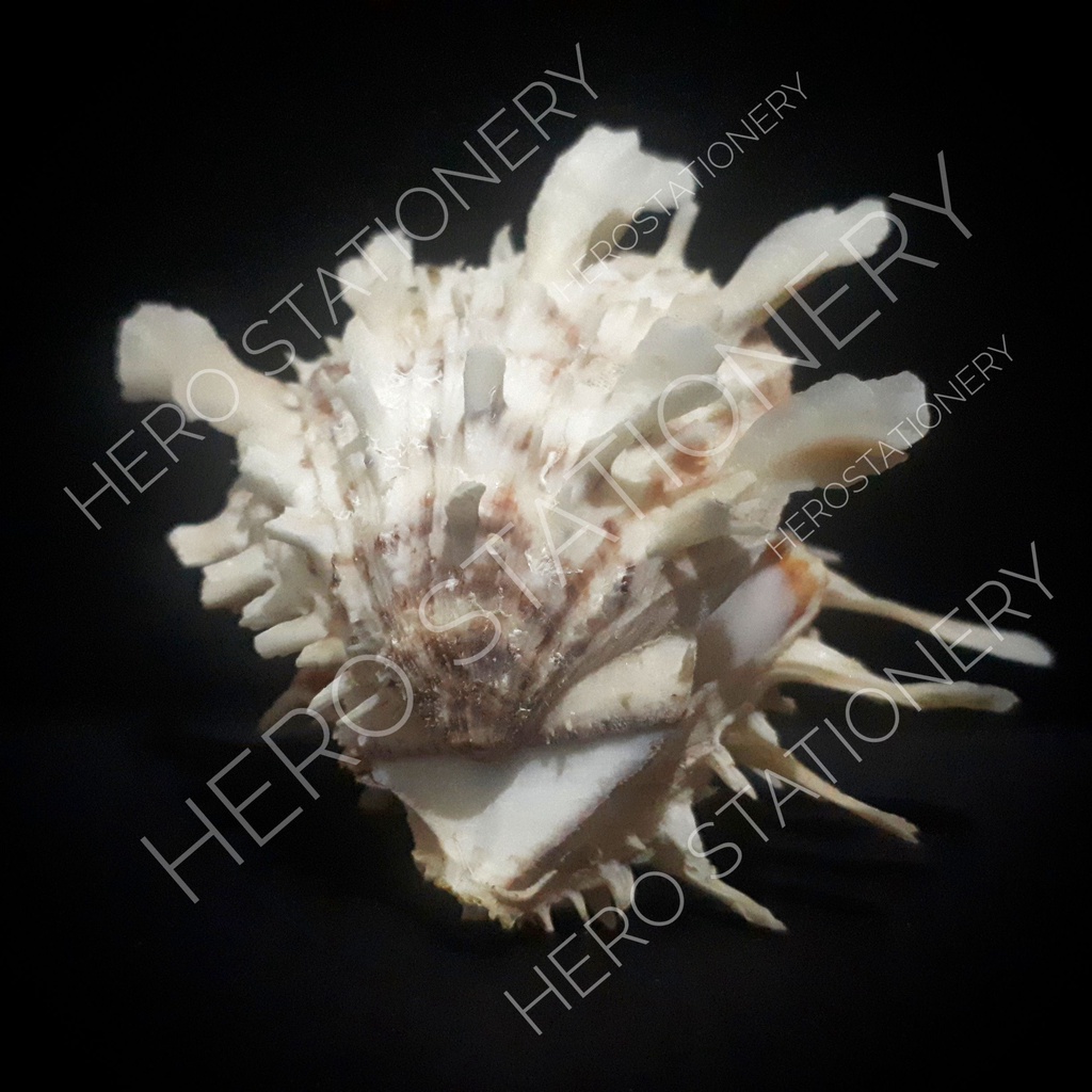 Jual Cangkang shell kulit kerang Spondylus sp thorny oyster | Shopee ...