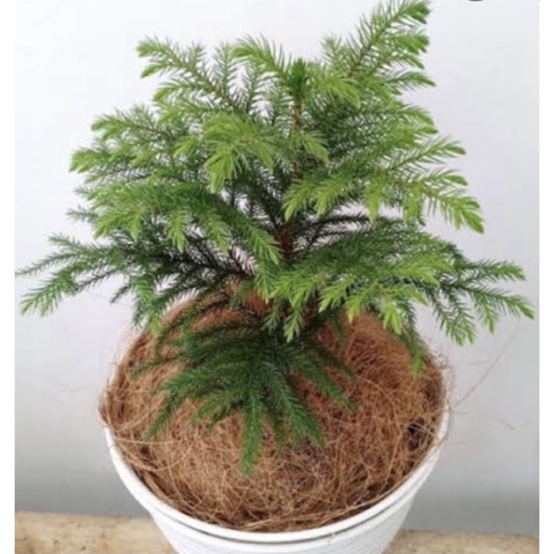Jual ( BISA COD ) Tanaman Hias Cemara Norfolk Pentris - Pohon Cemara ...