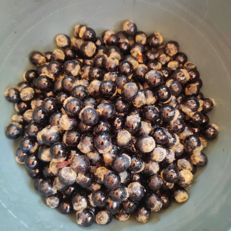 Jual benih bibit biji lerak / klerek kualitas bagus 1 biji siap tanam ...