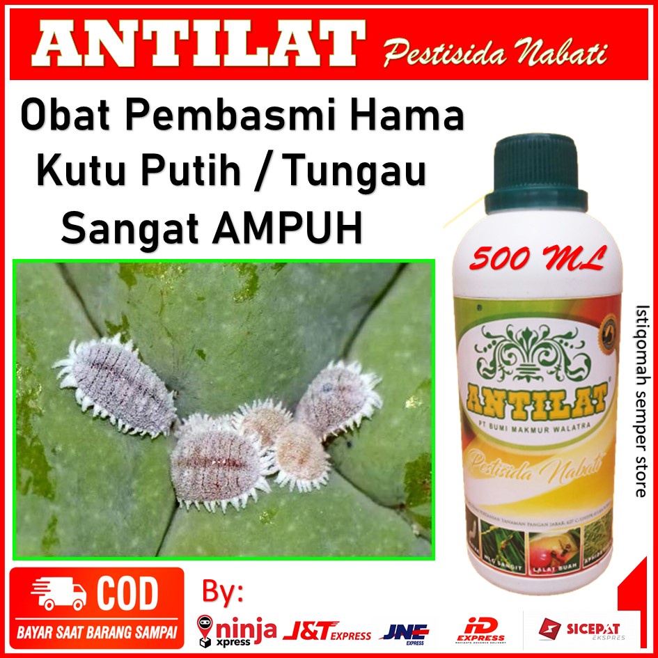 Jual Antilat Obat Pembasmi Hama Tanaman Sangat AMPUH - Obat Hama ANTILAT Pembasmi Hama Ulat ...