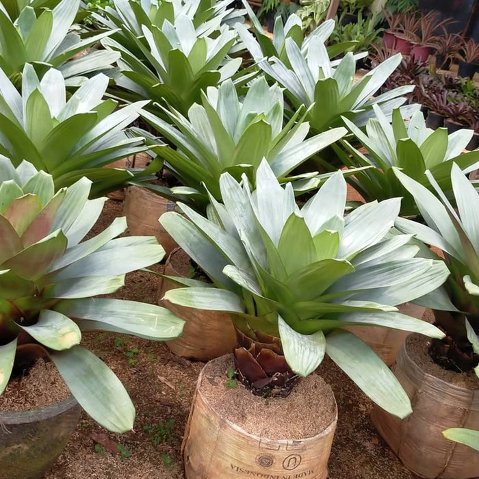 Jual Tanaman hias bromelia giant - bromelia hijau | Shopee Indonesia
