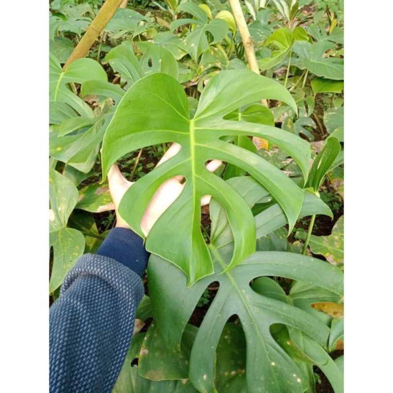 Jual Tanaman hias monstera deliciosa / monstera brazilian / pohon ...