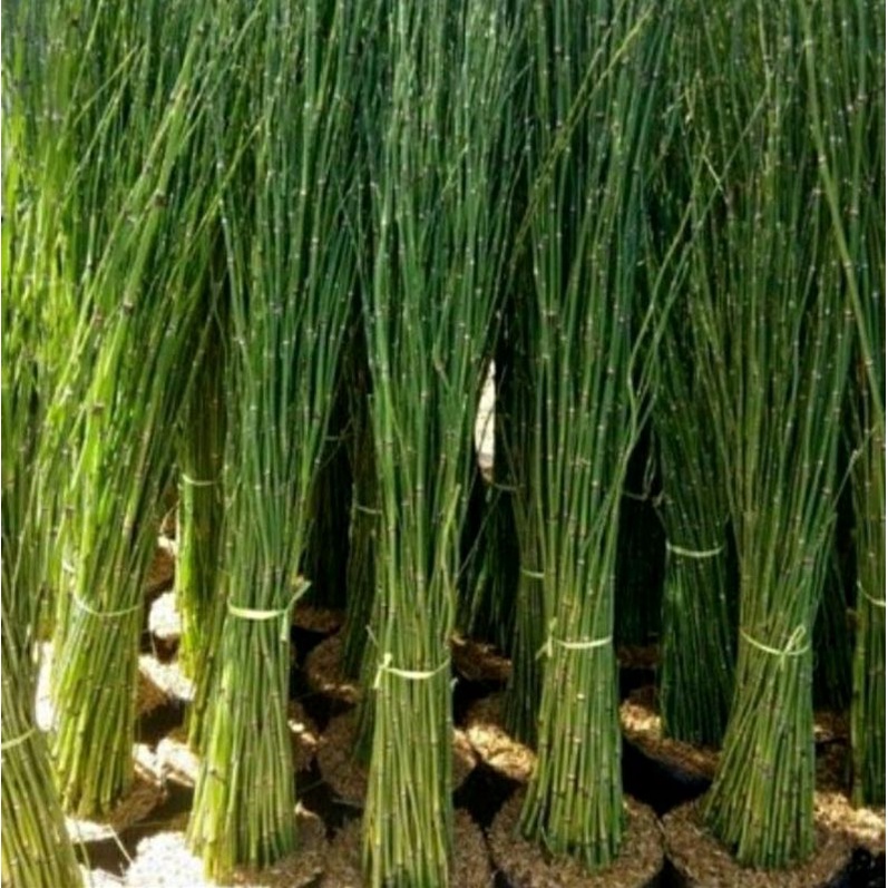 Jual TANAMAN HIAS BAMBU AIR | Shopee Indonesia