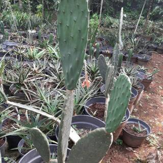 Jual Pohon Kaktus buah opuntia ficus indica prickly pear cacti barshomy ...