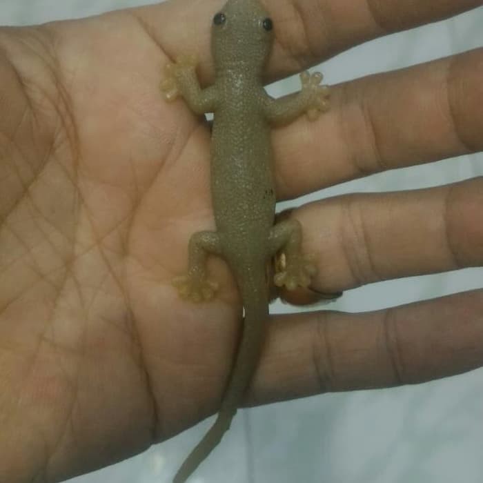 Jual Mainan Gigit Buaya - Slime Guar Gum - Pie Face Game Cicak Karet ...