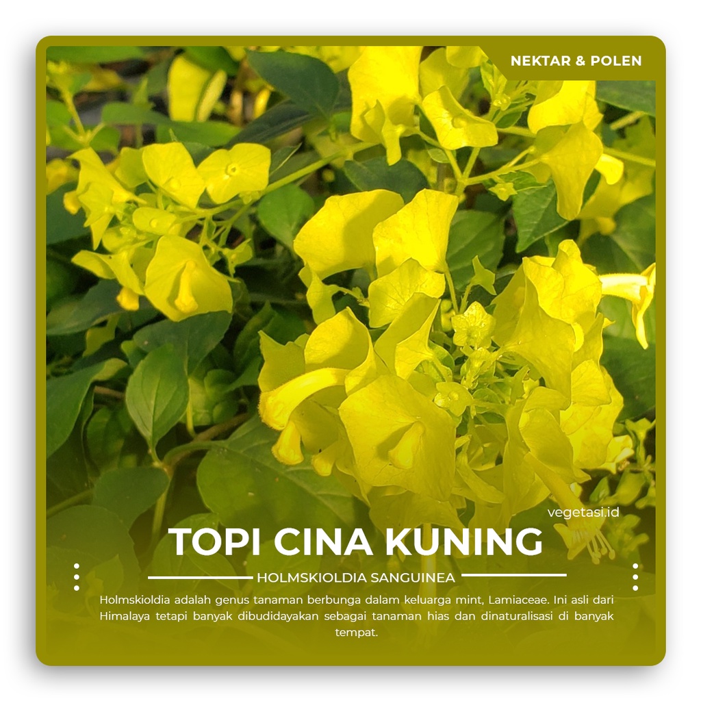 Jual Bunga Topi Cina / Holmskioldia Sanguinea / Yellow Chinese Hat ...