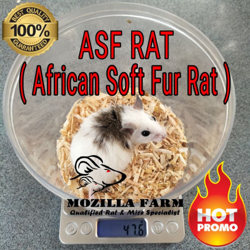 Jual Tikus Putih ASF Rat / African Soft Fur Rat Size Large ( 41-50 Gr ...