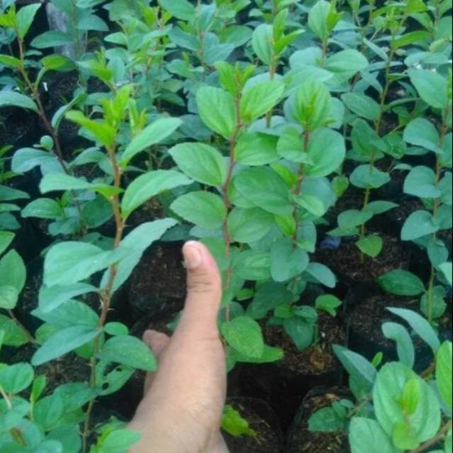 Jual POHON BIDARA/BIBIT BIDARA/TANAMAN BIDARA/DAUN BIDARA ARAB ...