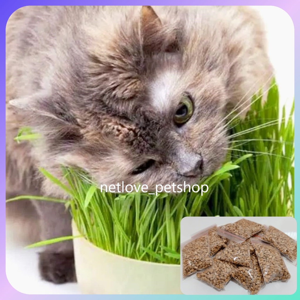 Jual BENIH CAT GRASS RUMPUT KUCING WHEAT GRASS / CAT GRASS | Shopee ...