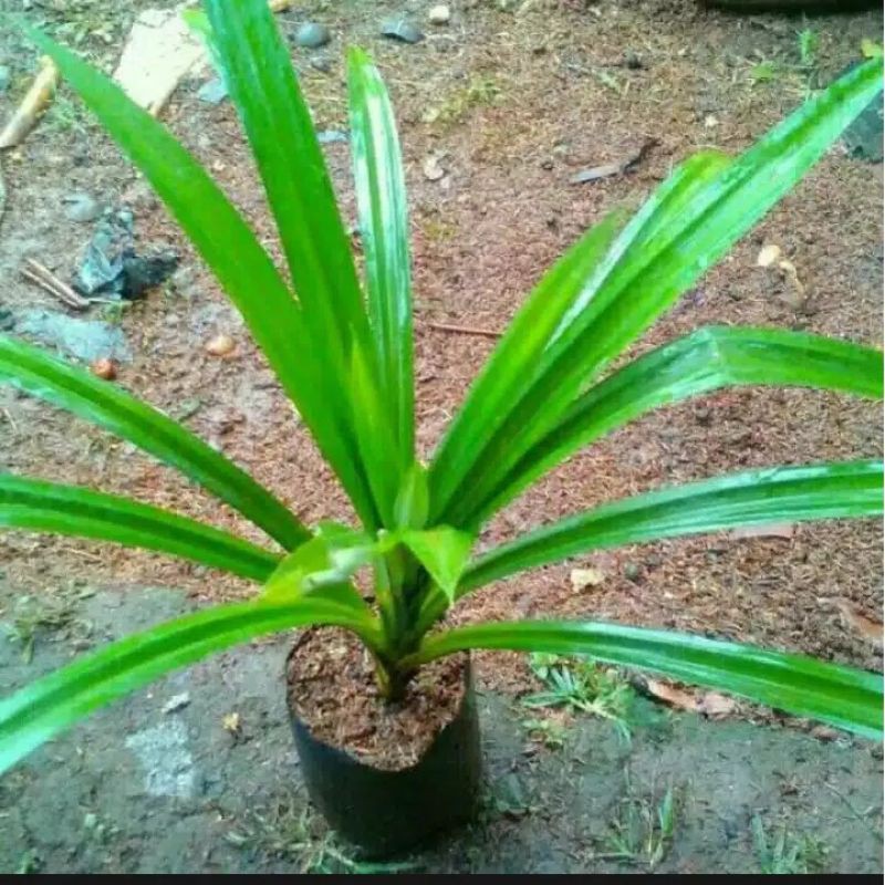 Jual tanaman pandan wangi / tanaman daun pandan wangi / pohon pandan ...