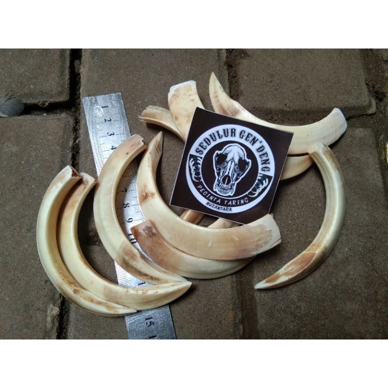 Jual Taring babi ASLI mentahan 10CM | Shopee Indonesia