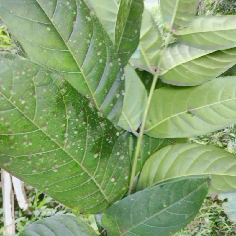 Jual Daun mahoni segar dipetik dari pegunungan | Shopee Indonesia