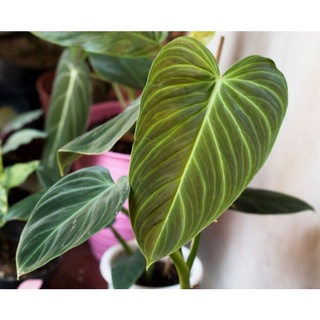Jual Tanaman Hias Philodendron splendid Philo Silangan Melano Pilo ...