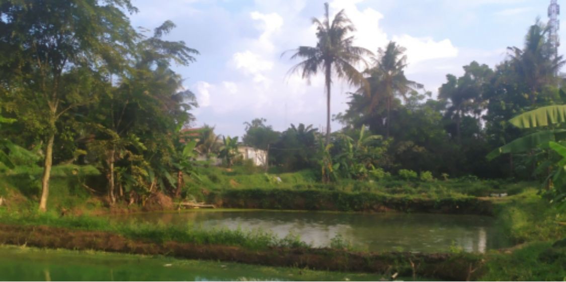 Toko Online ambon lele farm | Shopee Indonesia