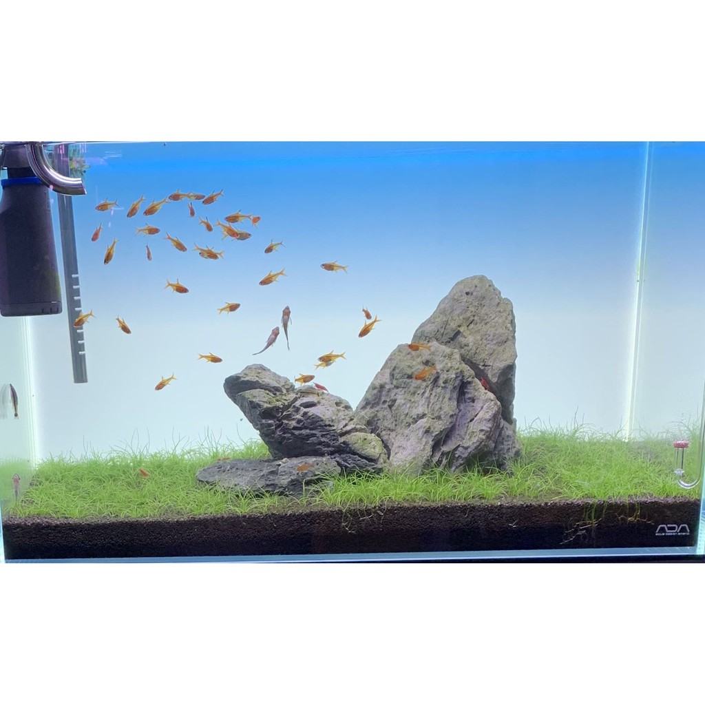 Jual Sticker Background Aquarium ADA Light Screen | Shopee Indonesia