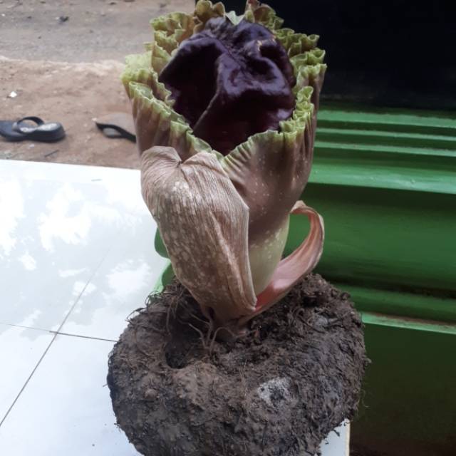 umbi suweg super original 2 kg | Shopee Indonesia