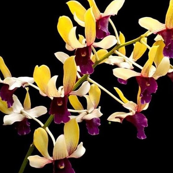 Jual SEEDLING anggrek dendrobium dendro INDONESIA MERDEKA Indonesia ...