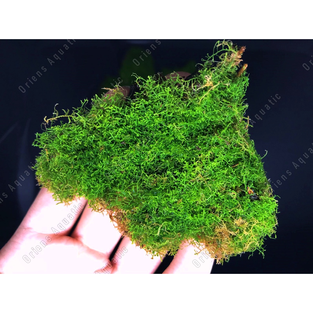 Jual Tanaman Paludarium Terrarium - Moss Pakis Mirip Ricardia Mini ...