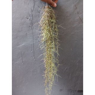 Jual Tanaman Janggut Musa / Jenggot Musa Murah Berukuran 40cm s/d 50cm ...