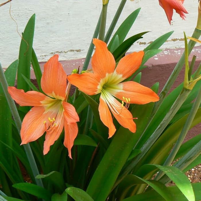 Jual Bibit Bunga Amarilis/Amaryllis orange/Amarilis Dutch Sovereign ...