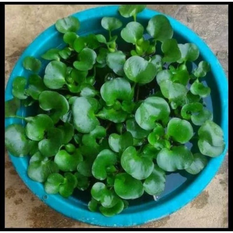 Jual Tanaman Hias Eceng Gondok - eceng gondok | Shopee Indonesia