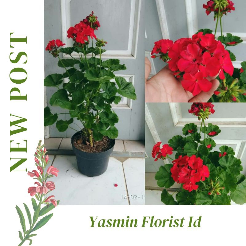 Jual Tanaman hias Bunga Geranium | Shopee Indonesia