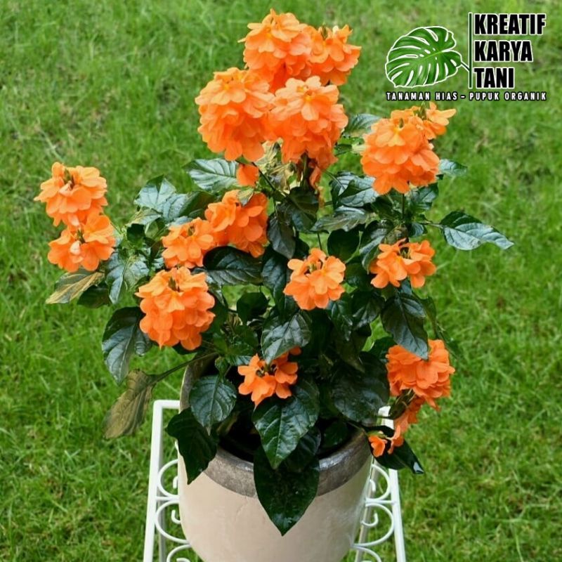 Jual Tanaman hias crossandra - Bunga crosandra - Crosandra ( TERLARIS ...