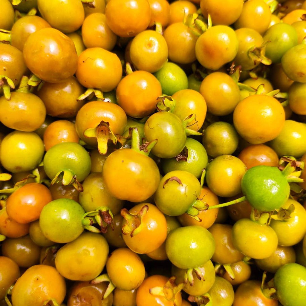 Jual Cherry Grumichama (Yellow Pitomba) | Shopee Indonesia