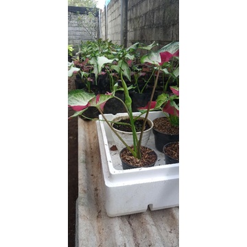 Jual keladi cet tumpah | Shopee Indonesia