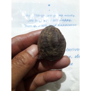 Jual muncang adu jayanti jawa (wonosobo ) | Shopee Indonesia