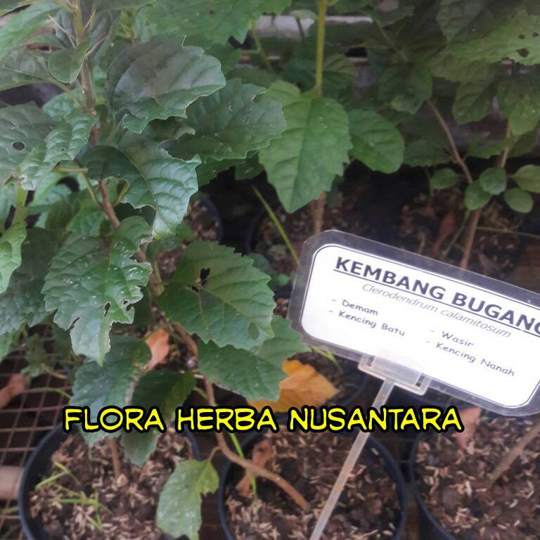 Jual Bibit Tanaman Obat Kembang Bugang Keren | Shopee Indonesia