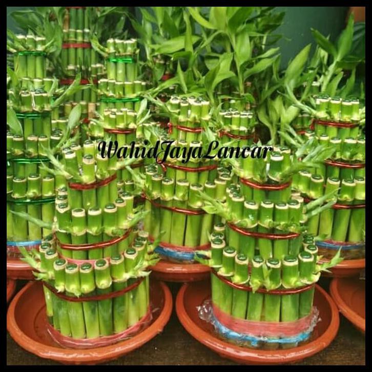 TANAMAN HIAS BAMBU REJEKI / BAMBU HOKI 3SUSUN TINGGI 15CM | Shopee ...