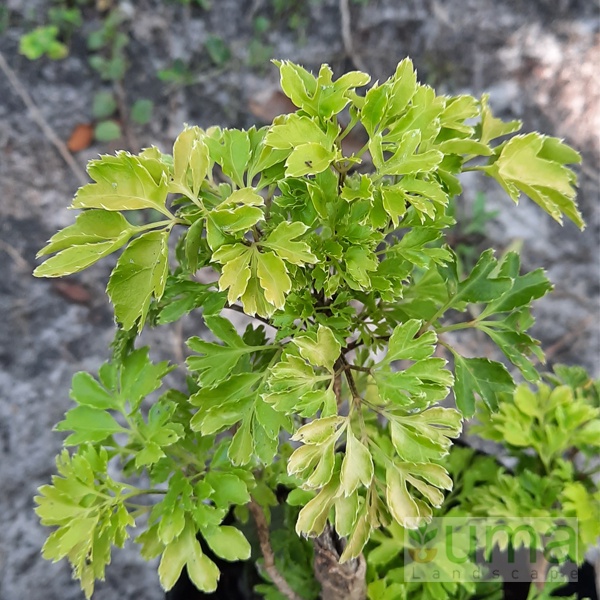 Jual kedondong laut kuning I berlangkas I Polyscias fruticosa | Shopee Indonesia