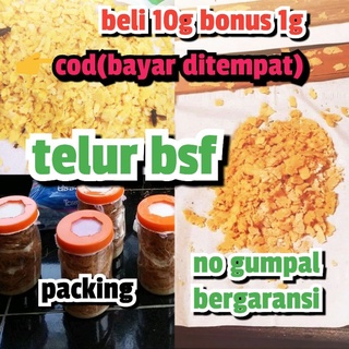 Jual telur bsf magot 1gram / telur magot / telur bsf / telur maggot ...